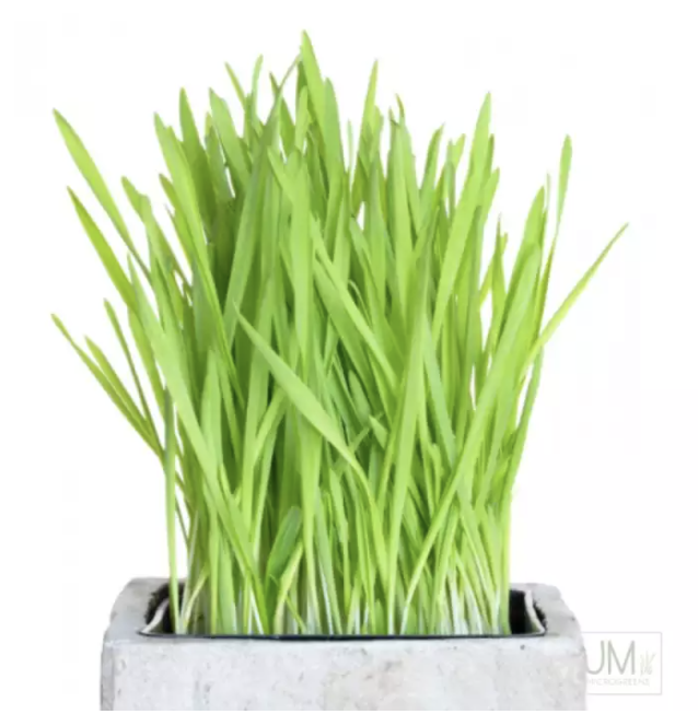 10 Best Home Garden Plants in the Philippines 2026 | mybest