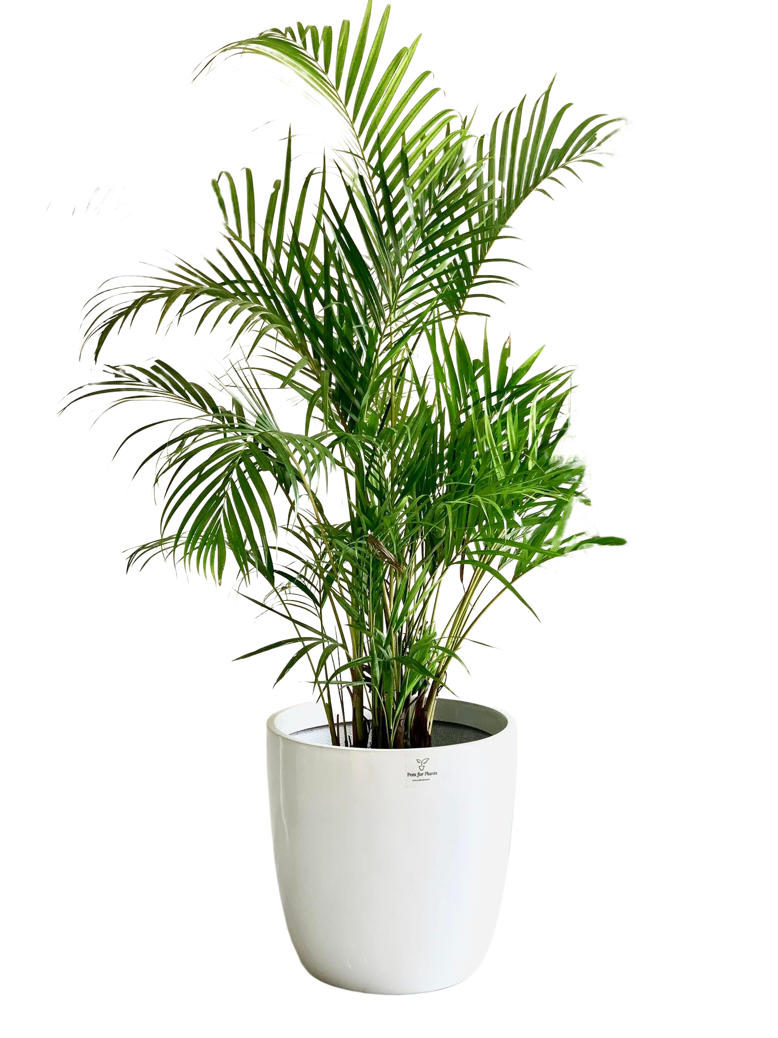 Welcome Plant In The Philippines Zamioculcas Zamiifolia Plants / ZZ