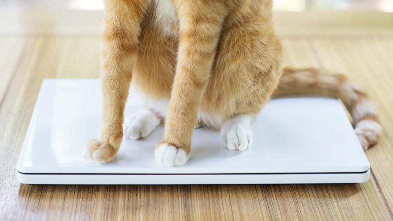 10 Best Cat Dewormers in the Philippines 2026 | Buying Guide Reviewed ...