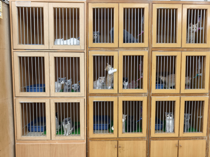 10 Best Cat Cages in the Philippines 2026 | mybest