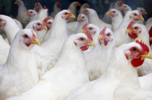 10 Best Chicken Feeds in the Philippines 2026 | Buying Guide Reviewed ...